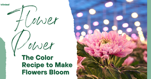 Flower Power: The Color Recipe to Make Flowers Bloom