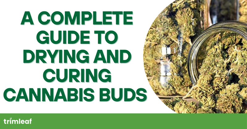 A Complete Guide to Drying and Curing Cannabis Buds