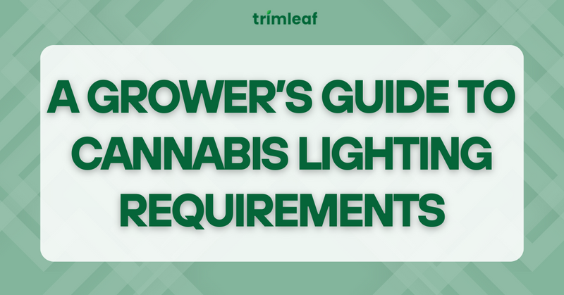 A Grower’s Guide to Cannabis Lighting Requirements