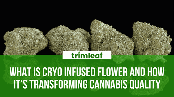 What Is Cryo Infused Flower and How It’s Transforming Cannabis Quality