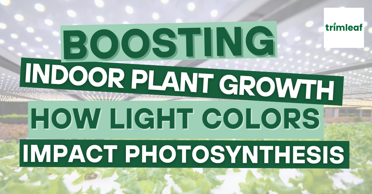 Boosting Indoor Plant Growth: How Light Colors Impact Photosynthesis