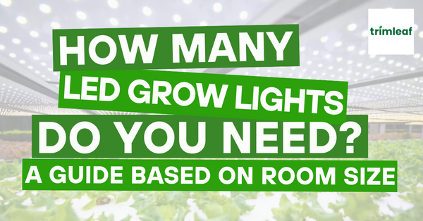 How Many LED Grow Lights Do You Need? A Guide Based on Room Size