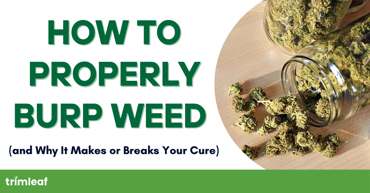 How to Properly Burp Weed (and Why It Makes or Breaks Your Cure)