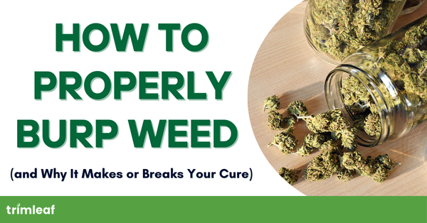 How to Properly Burp Weed (and Why It Makes or Breaks Your Cure)