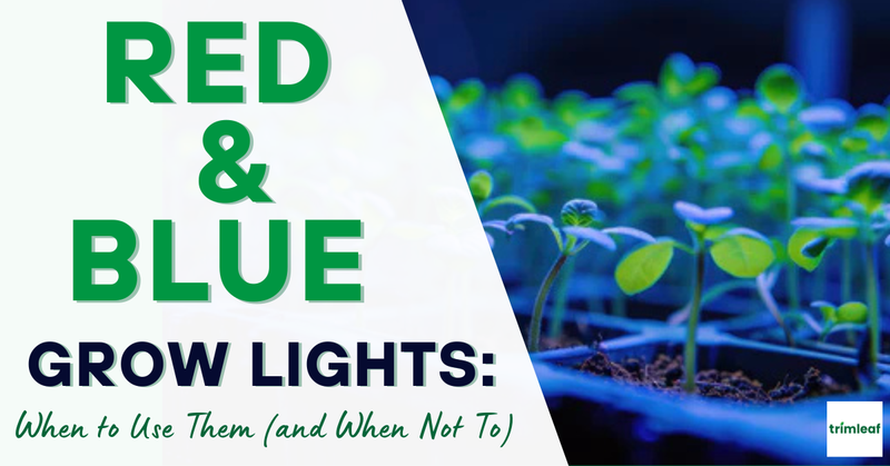Red vs. Blue Grow Lights: When to Use Each Color Spectrum
