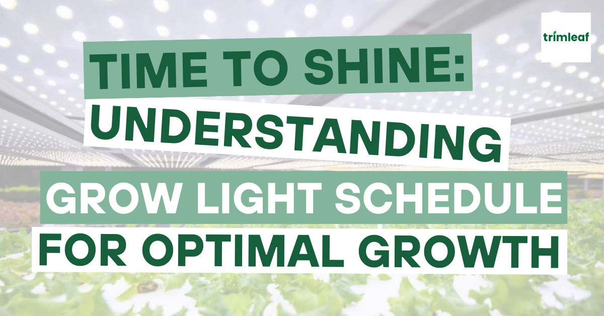 Time to Shine: Understanding Grow Light Schedule for Optimal Growth