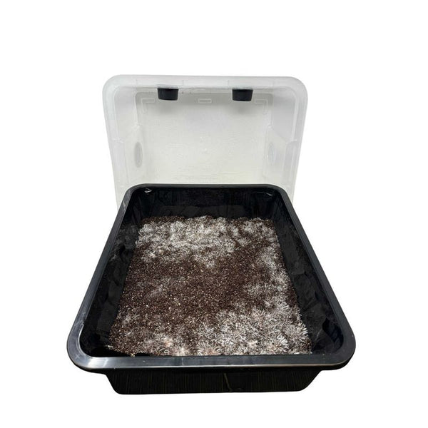 Midwest Grow Kits Complete 44Q Monotub Bulk Spawn Growing & Casing Kit